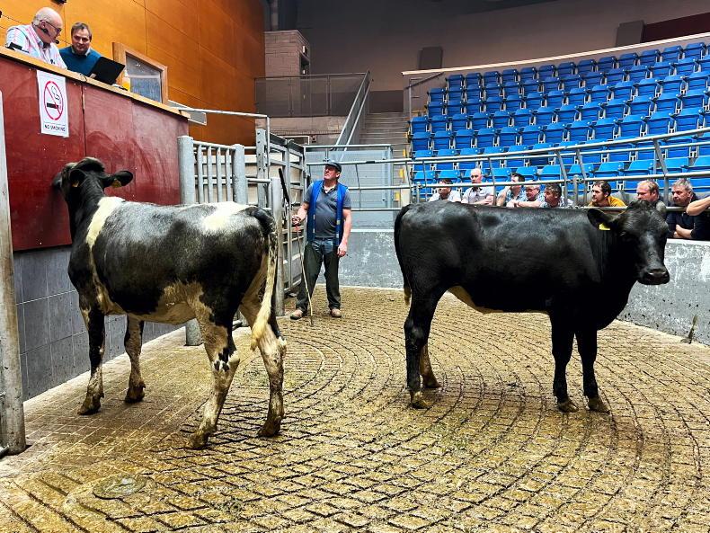 Buyers biting for beef in Corrin - Free