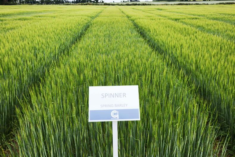 Very little between new spring barley varieties - Free