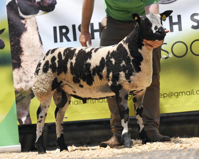 Eight out of eight for Donegal breeders at inaugural Dutch Spotted all ...