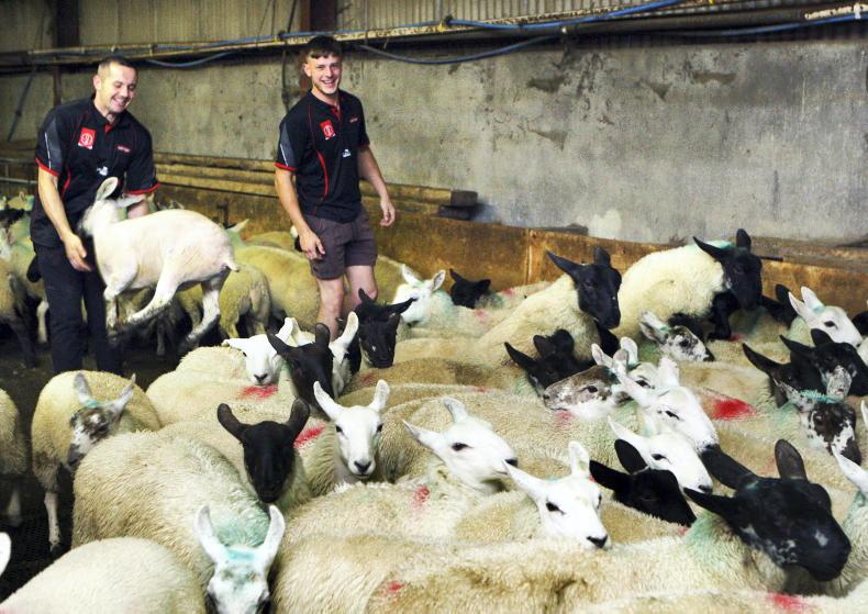 In pictures NI: highlights from recent shows - Free