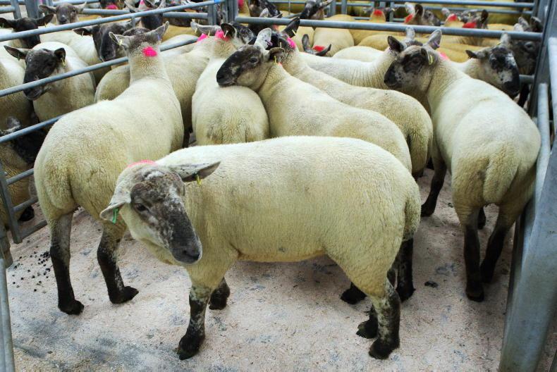 Bumper sale of breeding hoggets at Ballymena - Free