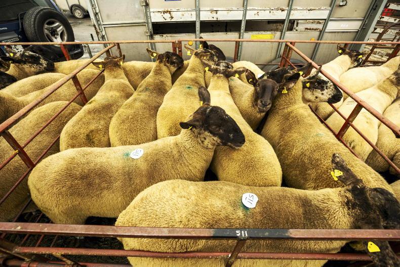Camera at the Mart: hoggets average €245 and ewe lambs €160 in Tullow ...