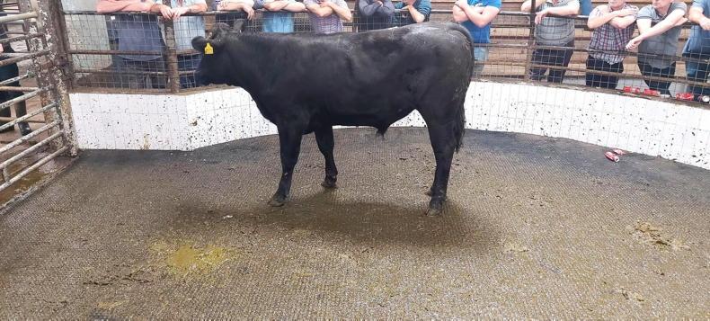 Camera at the Mart: battle for beef stores in Birr - Free