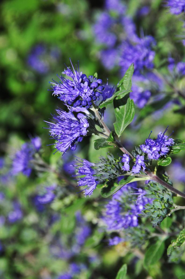 Misty Blue Flower Plant Primer: Velocity Blue Salvia