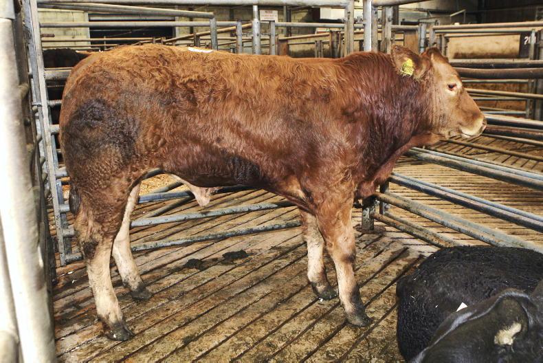 Autumn weanlings sales off to a flyer in Ballymena - Free