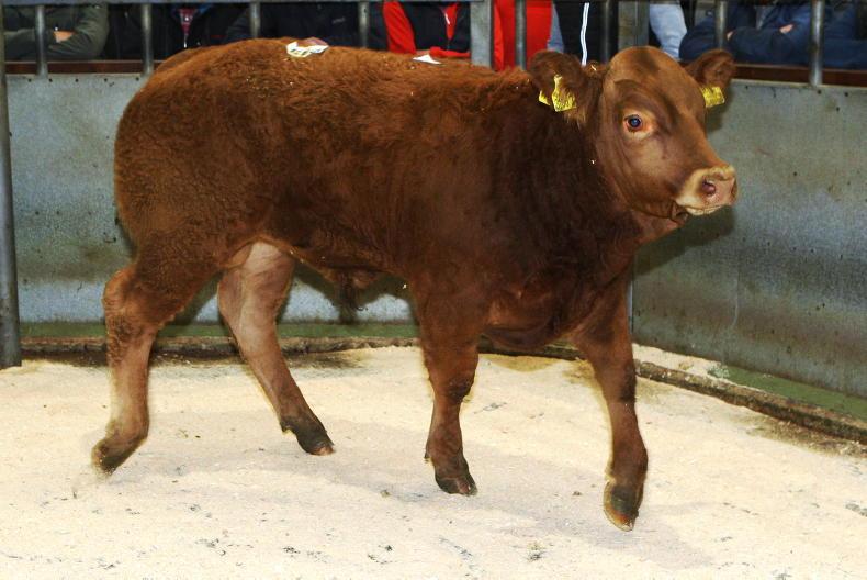 Autumn weanlings sales off to a flyer in Ballymena - Free