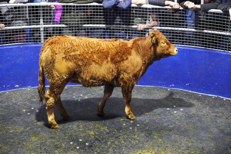 Camera at the Mart: heifer weanlings the highlight in Portumna - Free