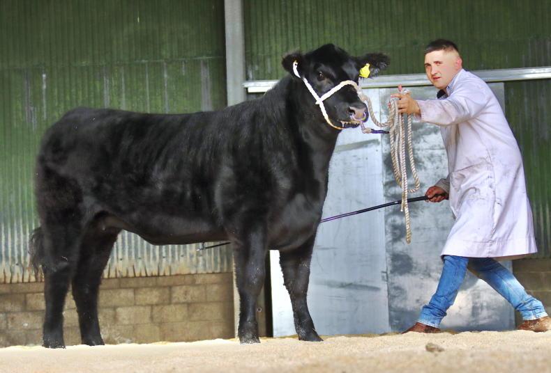 In pictures: champions and top prices from Irish Aberdeen Angus ...