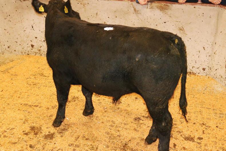 In Pictures: Beef heifers hit over €2,000 in Clogher - Free