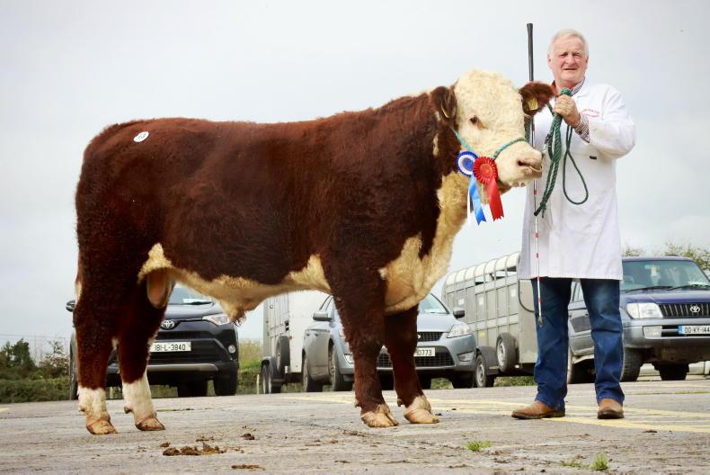 Roy the top boy in Kilmallock sells for €3,600 - Free