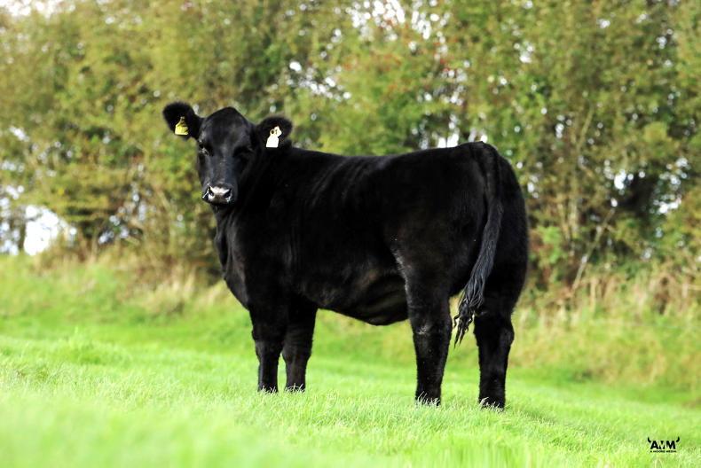 A strong production for Steil Angus - Free