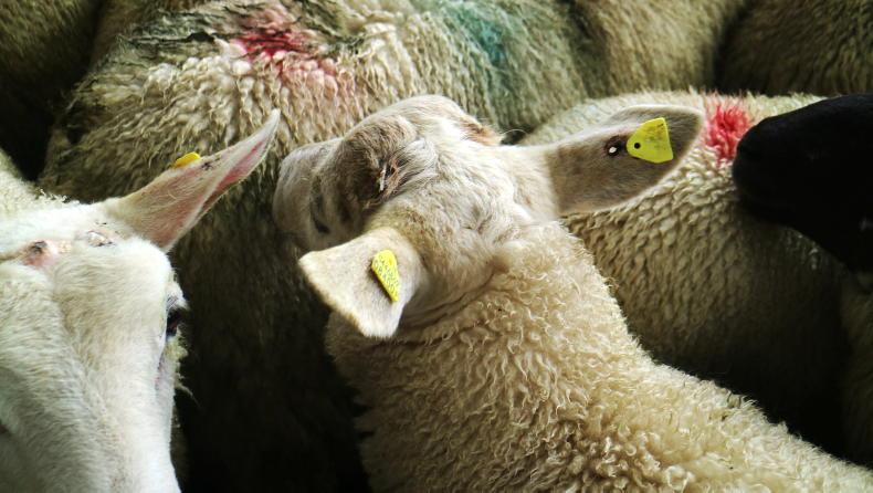 Ensuring compliance with sheep animal identification requirements - Free