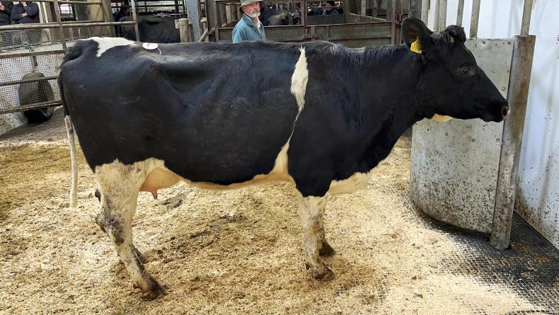 Camera at the Mart: bittersweet end of Cashel Blue dairy herd - Free