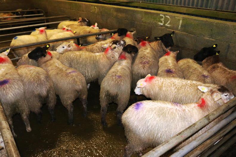 Camera at the Mart: heavy lambs sell from €97 to €102 over the weight ...