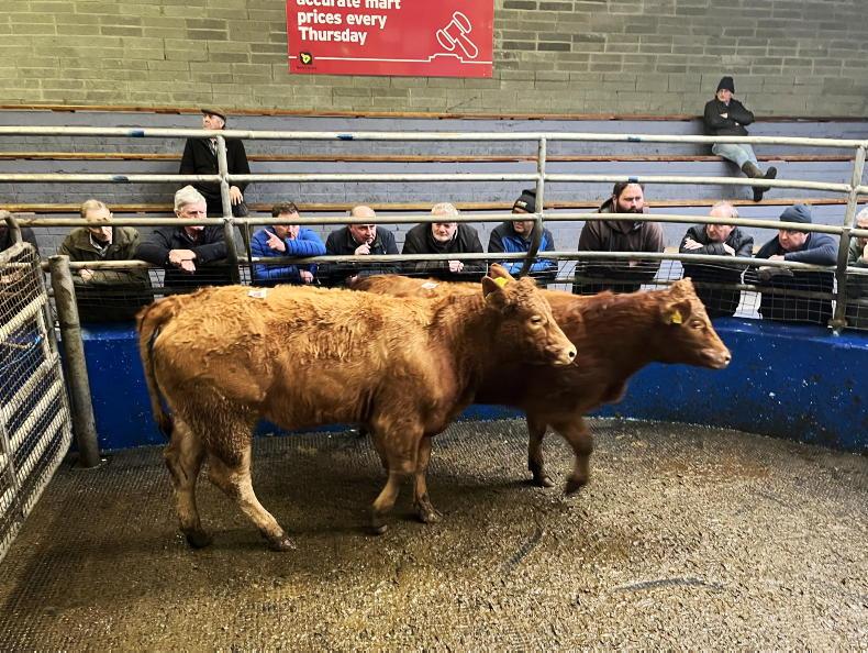 Camera at the Mart: beef holding a firm trade in Roscrea - Free