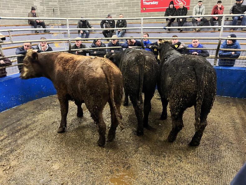 Camera at the Mart: beef holding a firm trade in Roscrea - Free