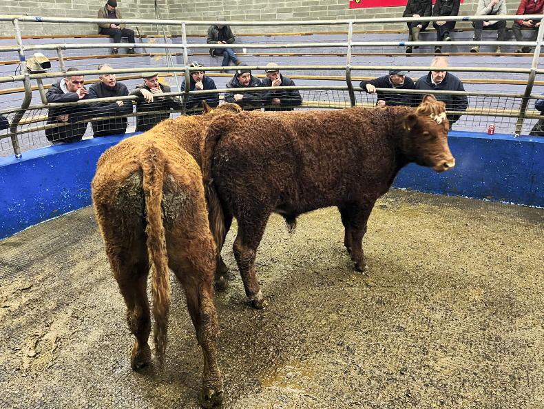 Camera at the Mart: beef holding a firm trade in Roscrea - Free