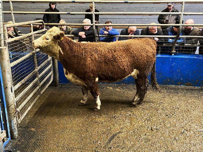 Camera at the Mart: beef holding a firm trade in Roscrea - Free