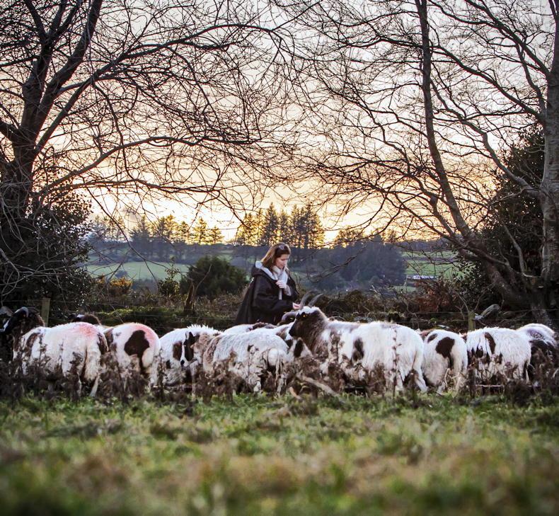 This week in photos: dairy cows, marts and sheep - Free