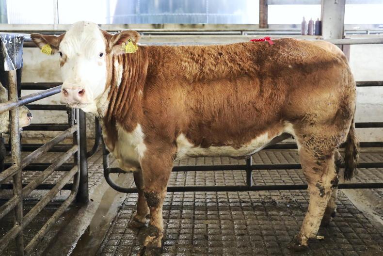 Camera at the Mart: heifer prices skyrocket at Roscrea fatstock - Free
