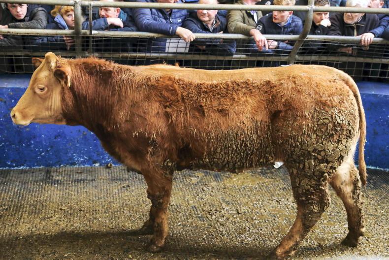 Camera at the Mart: heifer prices skyrocket at Roscrea fatstock - Free