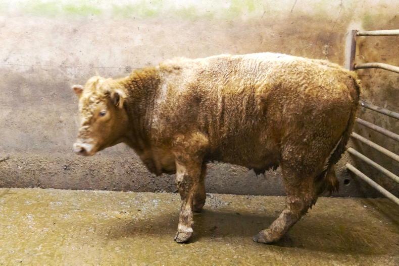 Camera at the Mart: big numbers at Enniscorthy show and sale - Free