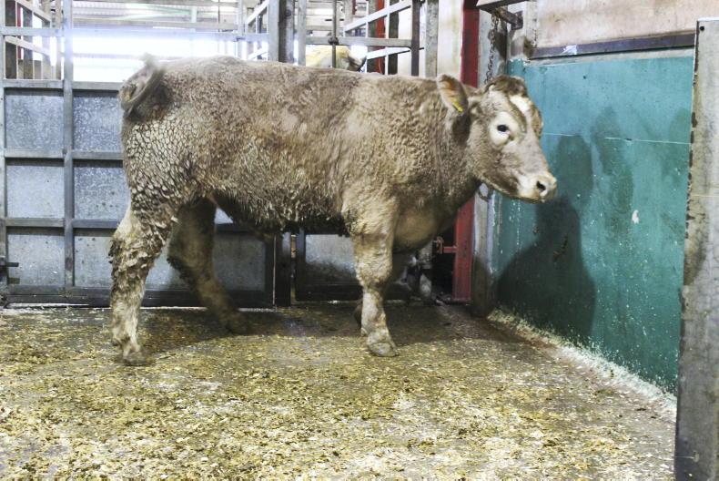 In pictures: Flying trade for stores in Omagh Mart - Free