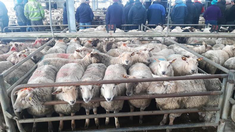 Camera at the Mart: hoggets hit €202/head in Athenry Mart - Free