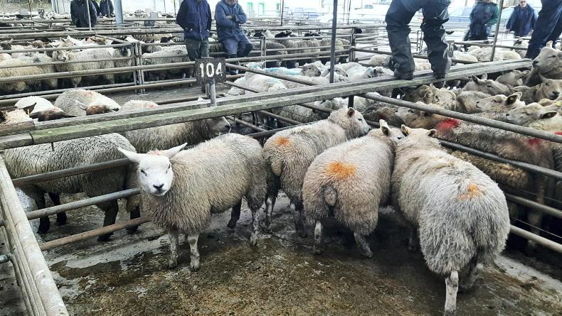 Camera at the Mart: hoggets hit €202/head in Athenry Mart - Free