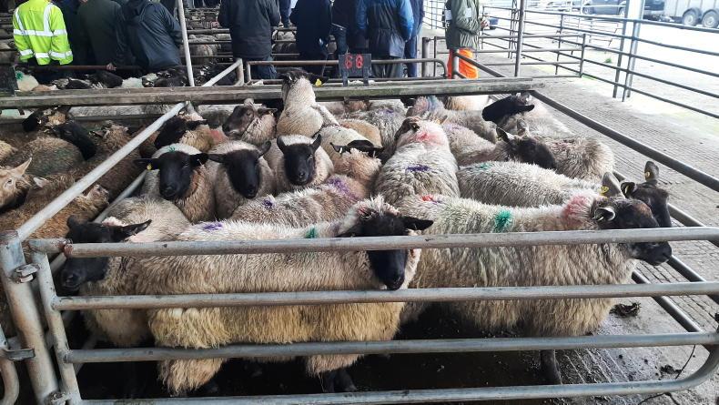 Camera at the Mart: hoggets hit €202/head in Athenry Mart - Free