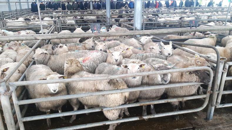 Camera at the Mart: hoggets hit €202/head in Athenry Mart - Free