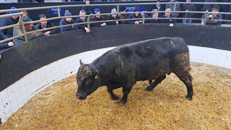 Camera at the Mart: exporters light up Elphin weanling trade - Free