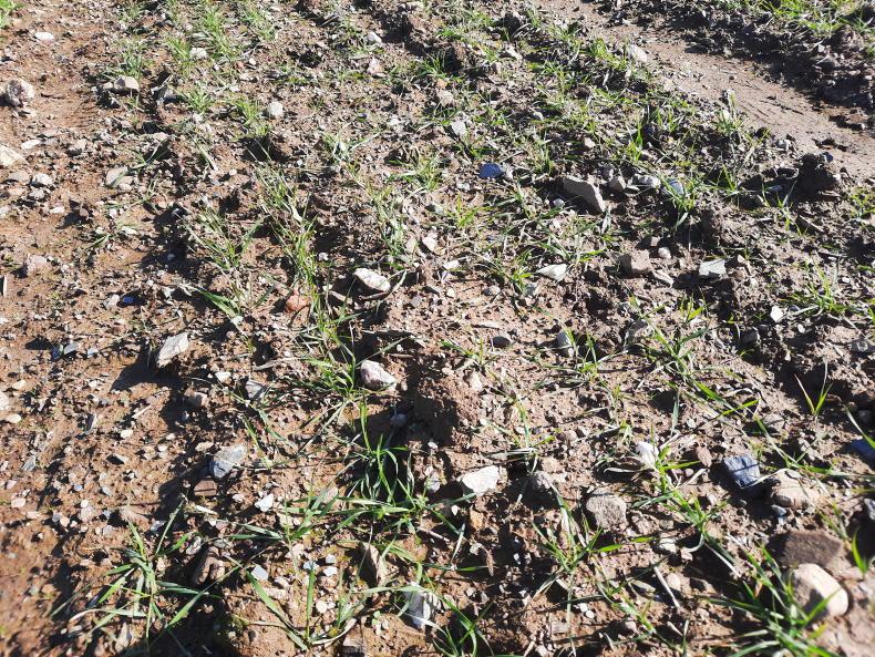 Seed rates, shoot numbers and late-sown crops - Free