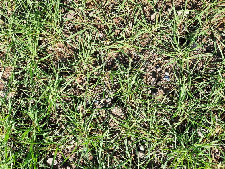 Seed rates, shoot numbers and late-sown crops - Free