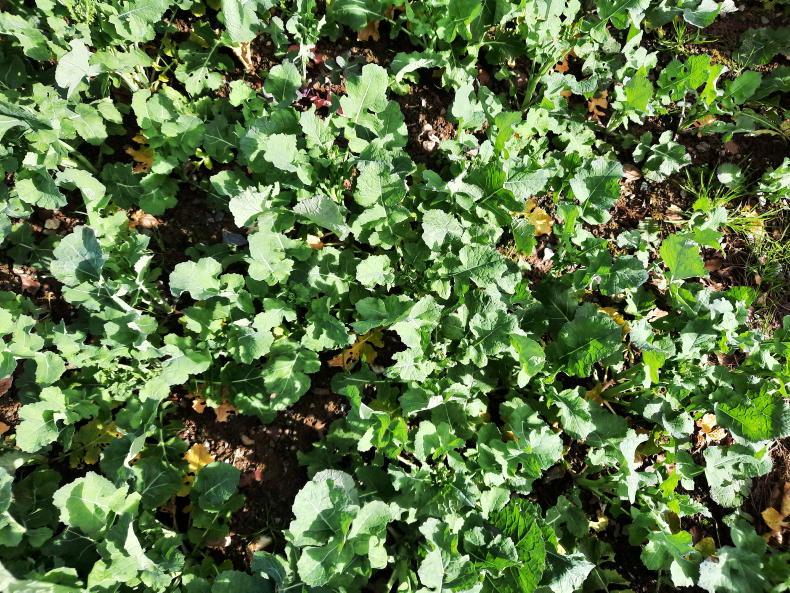 Seed rates, shoot numbers and late-sown crops - Free