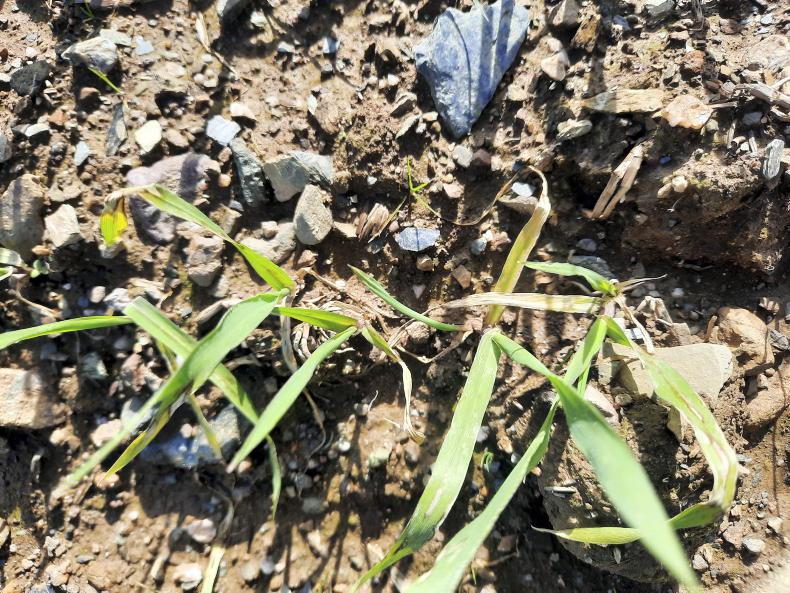 Seed rates, shoot numbers and late-sown crops - Free