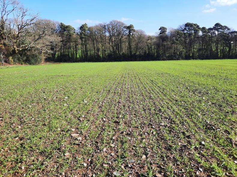 Seed rates, shoot numbers and late-sown crops - Free