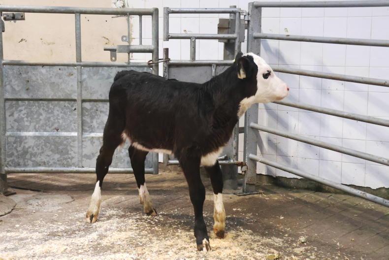 In pictures: almost 2,100 calves in Bandon again this week - Free