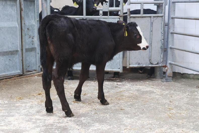 In pictures: calf numbers bounce back in Bandon - Free