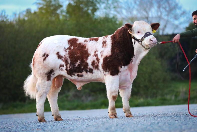 In pictures: Clonagh Rocket Explorer tops Simmental spring sale at € ...