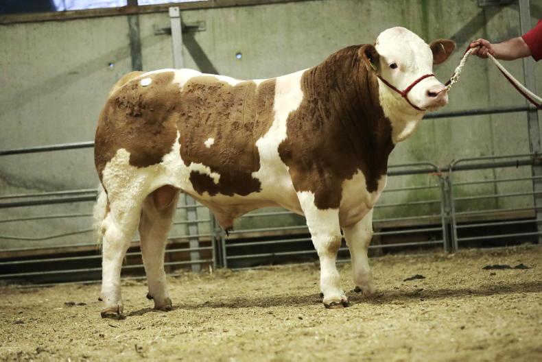 In pictures: Clonagh Rocket Explorer tops Simmental spring sale at € ...