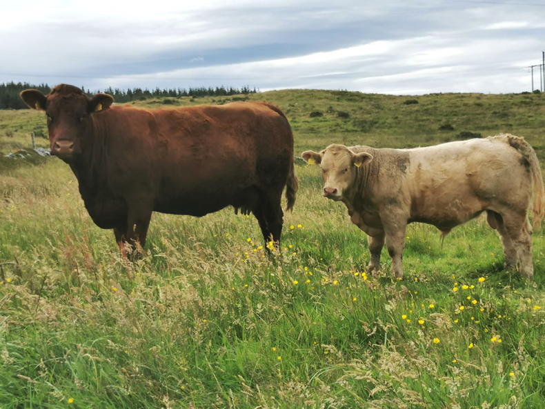 Nearly 100 entries for online Salers show - Machinery and Pedigree